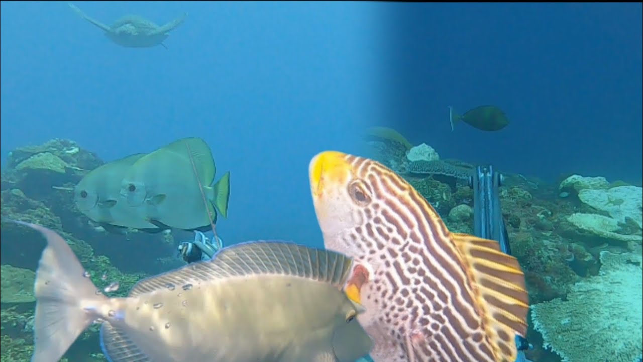 sa wakas sumampa na Ang mga magandang isda sa bahura😱 - YouTube