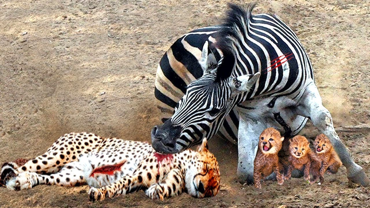 Amazing! Zebra's Powerful Two-Legged Kicks Defeat Cheetah Easily | Wild ...