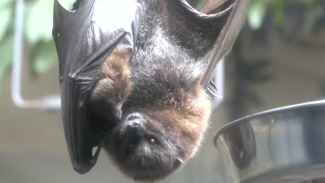 Meet The Rodrigues Flying Foxes - YouTube