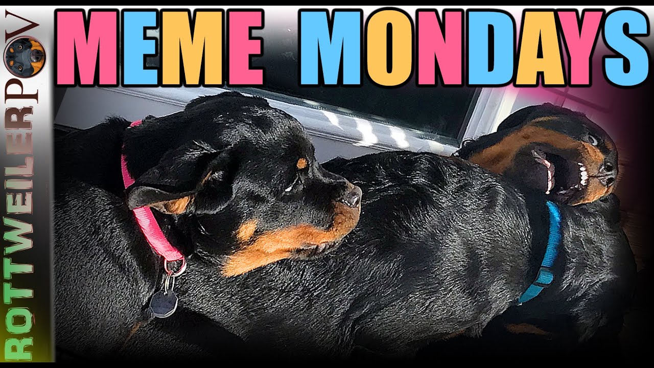 7 FUNNY Rottweiler Memes! With 3 Cute & Funny GERMAN Rottweiler Puppies ...