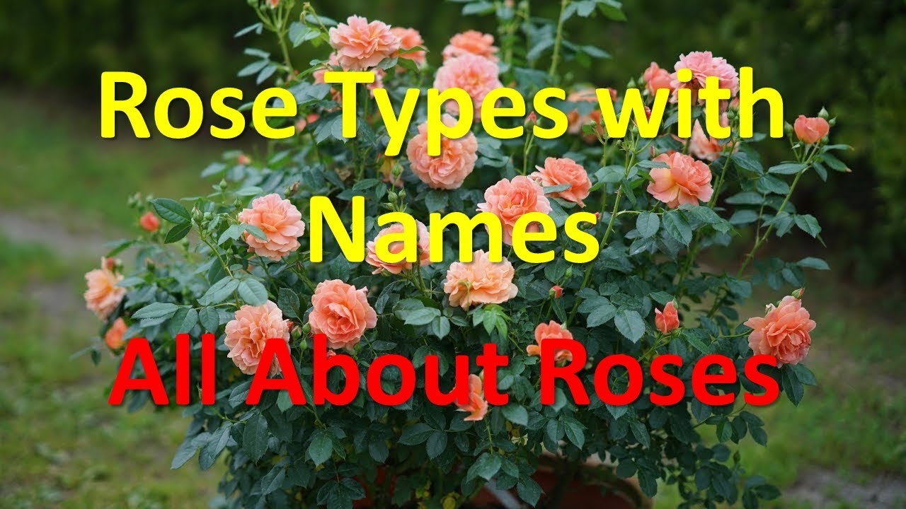 Roses | Rose Types | Rose Varieties with Names | Rose Cultivars and ...