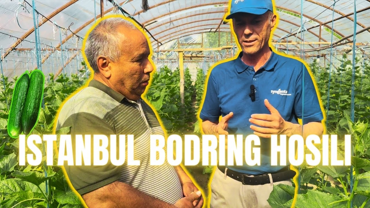 ISTANBUL NAVLI BODRING HOSILLARI ( ISSIQXONA ANDIJON) - YouTube