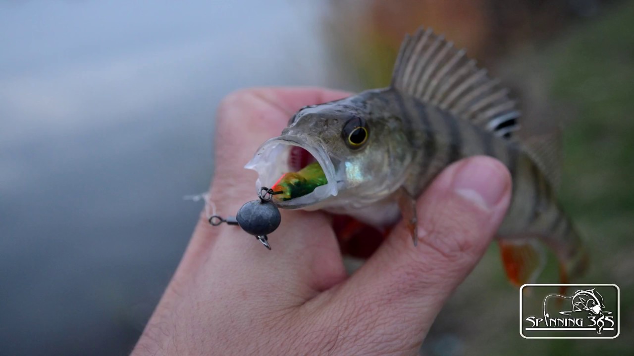 November perch 2017 - YouTube