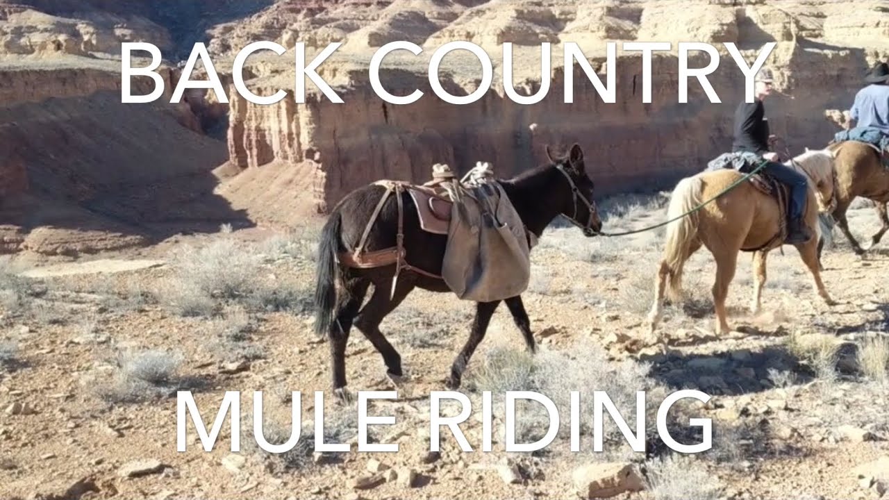 Back Country Mule Riding - YouTube