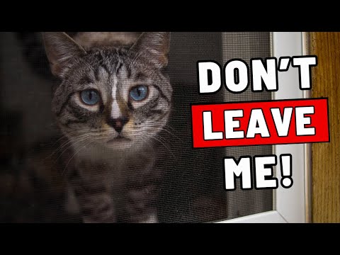 Never Do This When You Leave Your Cat Alone