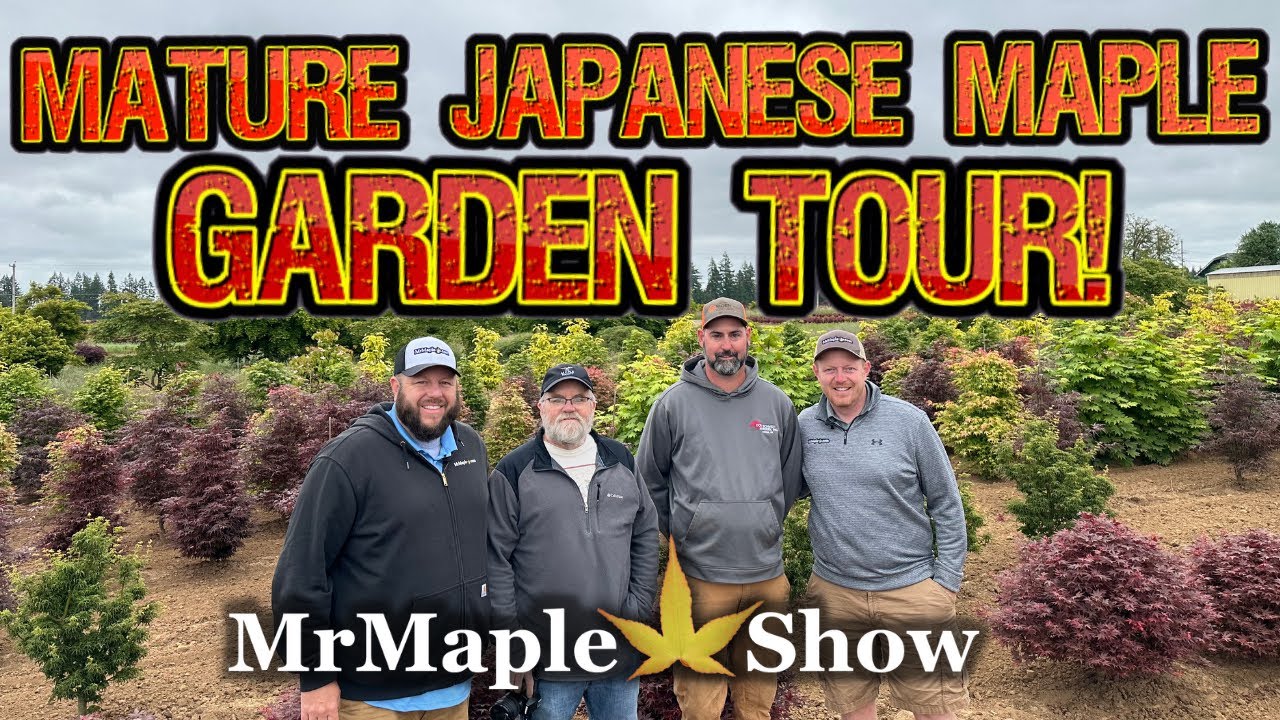 Amazing Mature Japanese Maple Display Garden Tour at Don Schmidt ...