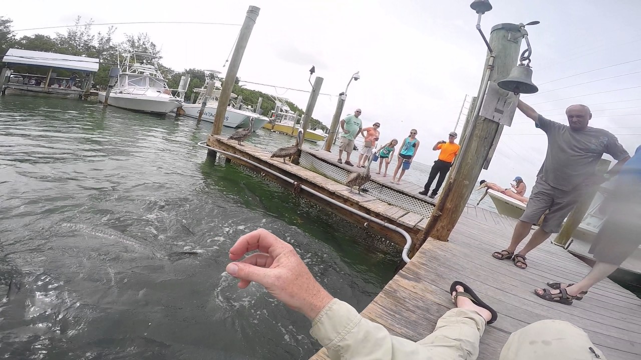 Robbies Tarpon Feeding - YouTube