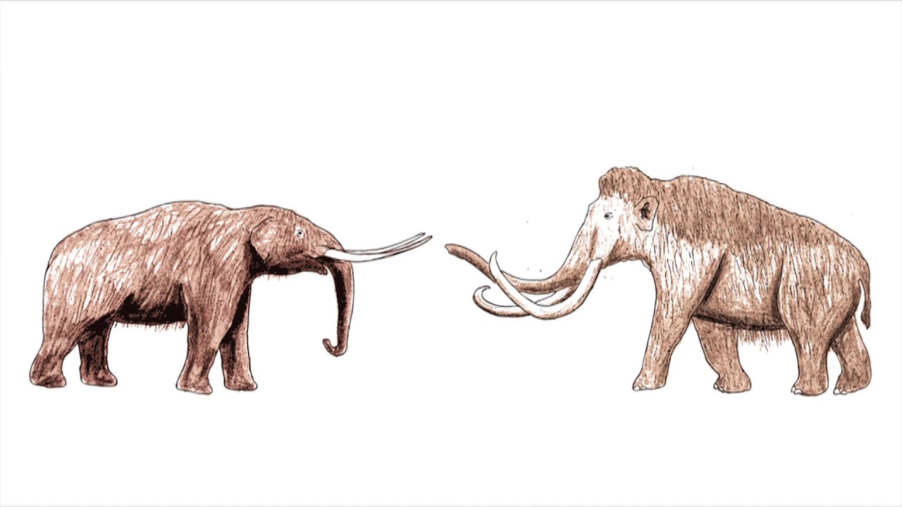 The Boaz Mastodon - YouTube