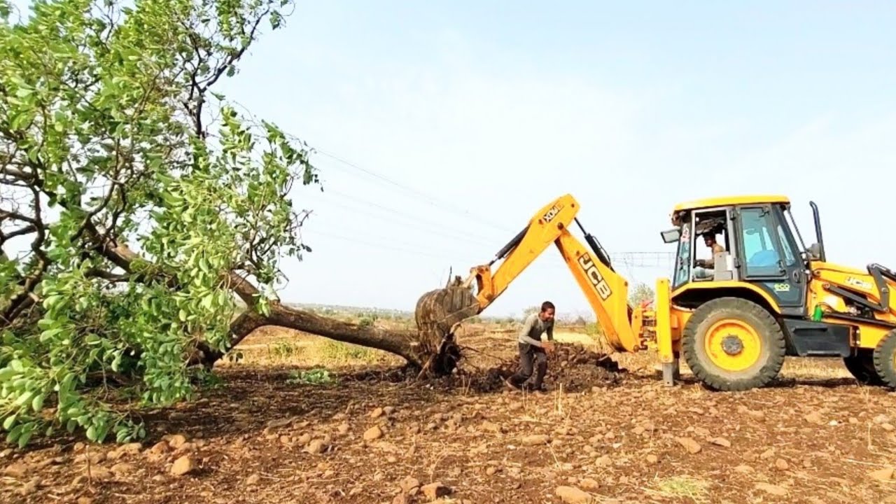 JCB 3DX Felling Orange Tree and Cleaning | jcb vs tree | jcb video ...