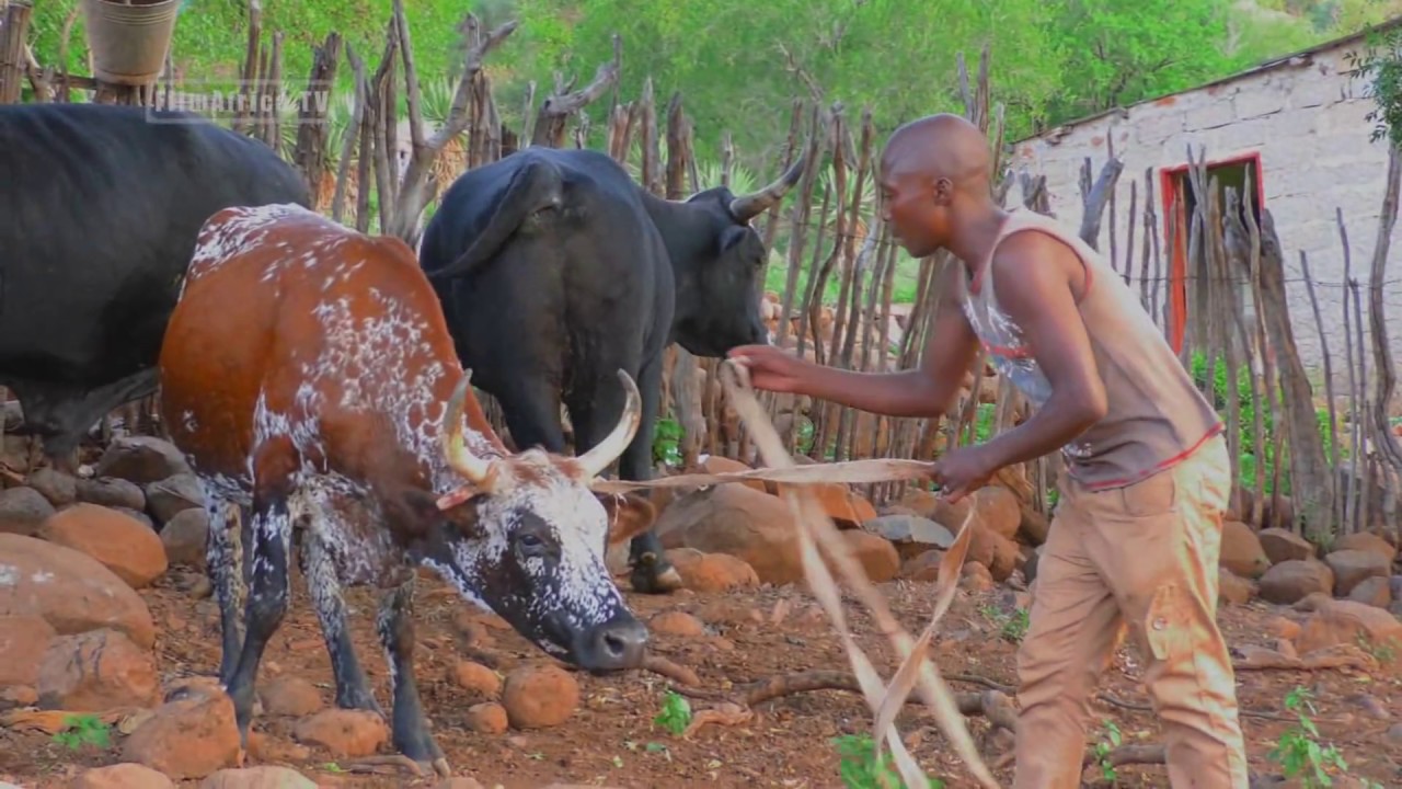 Cow Slaughter - African Tribal Ceremony viewers discretion advised ...