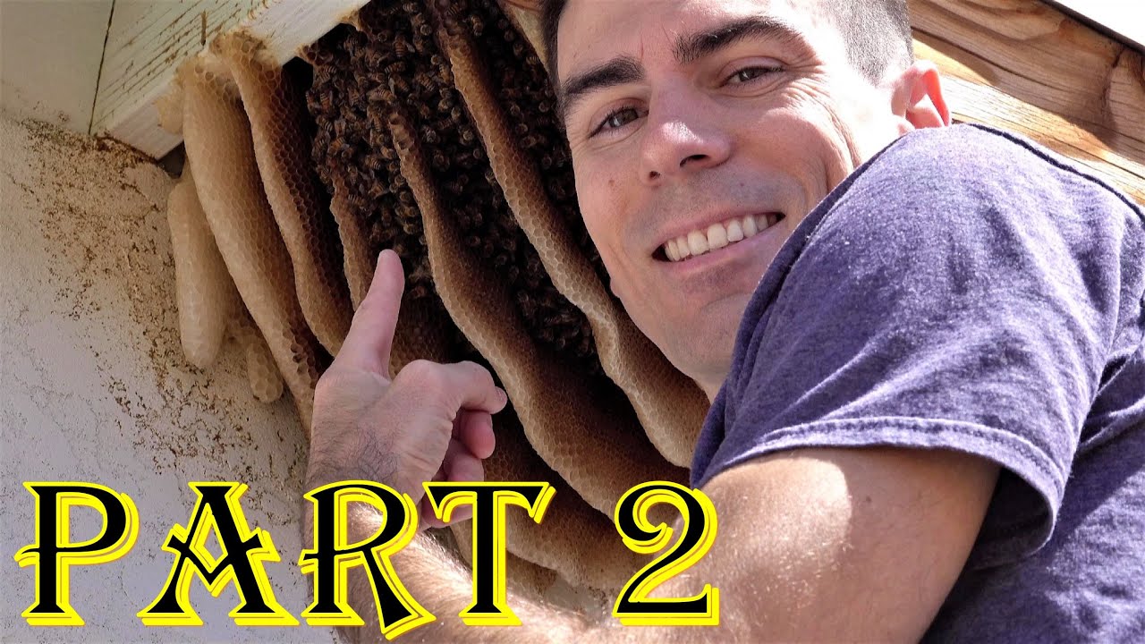 Bee Hive High Five! -Funny nature & fun Travel. Snake & bugs West US ...