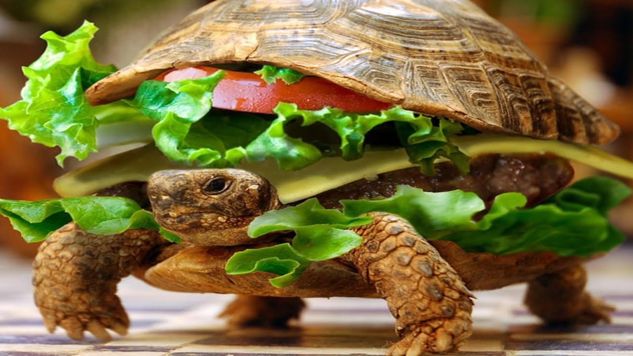 Idiots Laugh At CURSED Animals Photoshopped Into Food - YouTube
