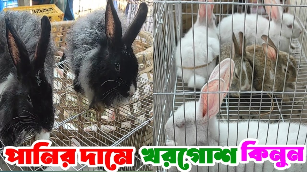 পানির দামে খরগোশ কিনুন।খরগোশের দাম ২০২৪| rabbit price in Bangladesh 2024| khorgosh hat 2024 ...
