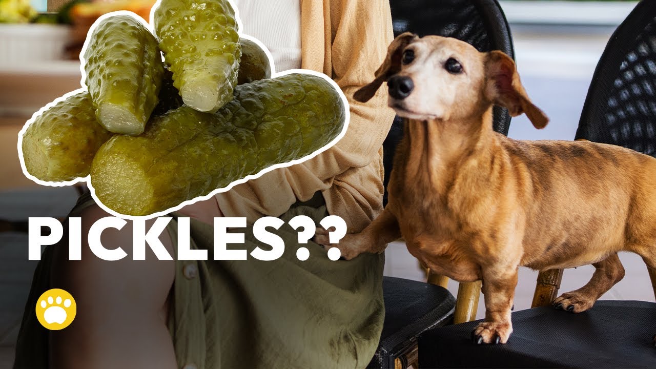 Can Dogs Eat Pickles? Dill Pickles? - YouTube