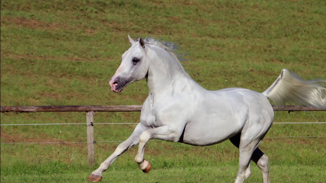 Lipizzan Breeding Stallion L 631 Conversano Bonadea XXVI - YouTube