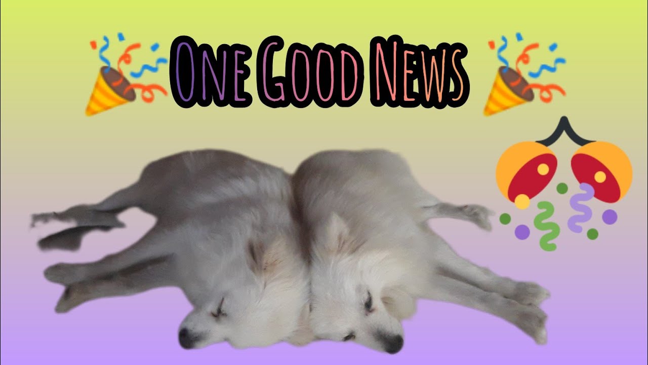 one good News🎉 #viral dog videos #dog vlog - YouTube