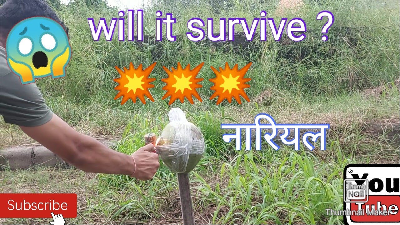 रावण बम vs नारियल || ravan bomb vs coconut || will it survive ...