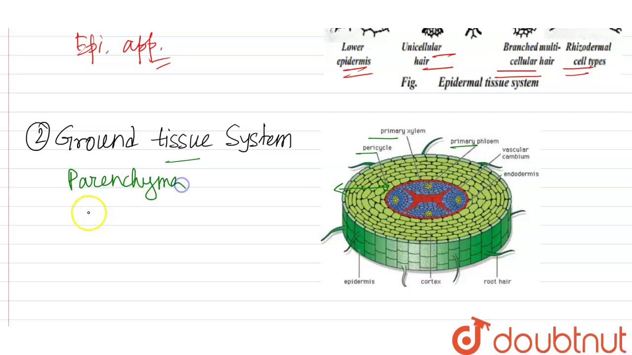 Ground Tissue System In Plants