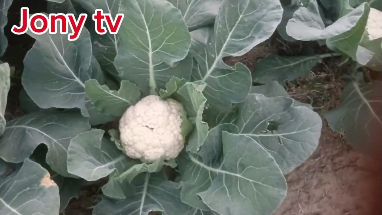 কৃষকের জীবন দশা -jony TV live. - YouTube