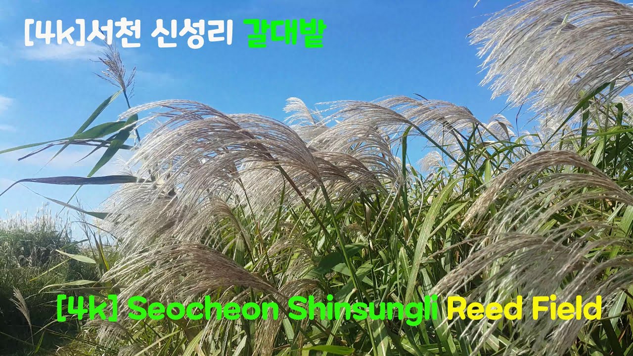 [4k]서천 신성리 갈대밭/Seocheon Shinsungli Reed Field/갈대밭길을 같이 걸어요#갈대밭.핑크몰리.가을 ...