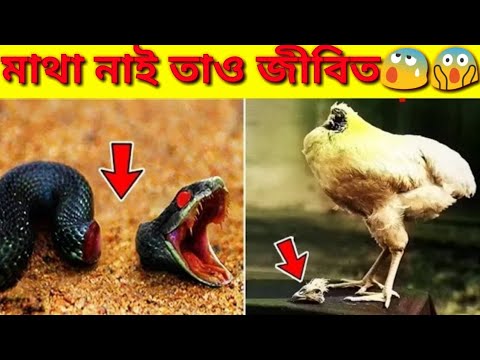 ৫টি এমন জীব মাথা বাদেও জীবিত😰😱।5 Animals live without head।5 Amazing ...