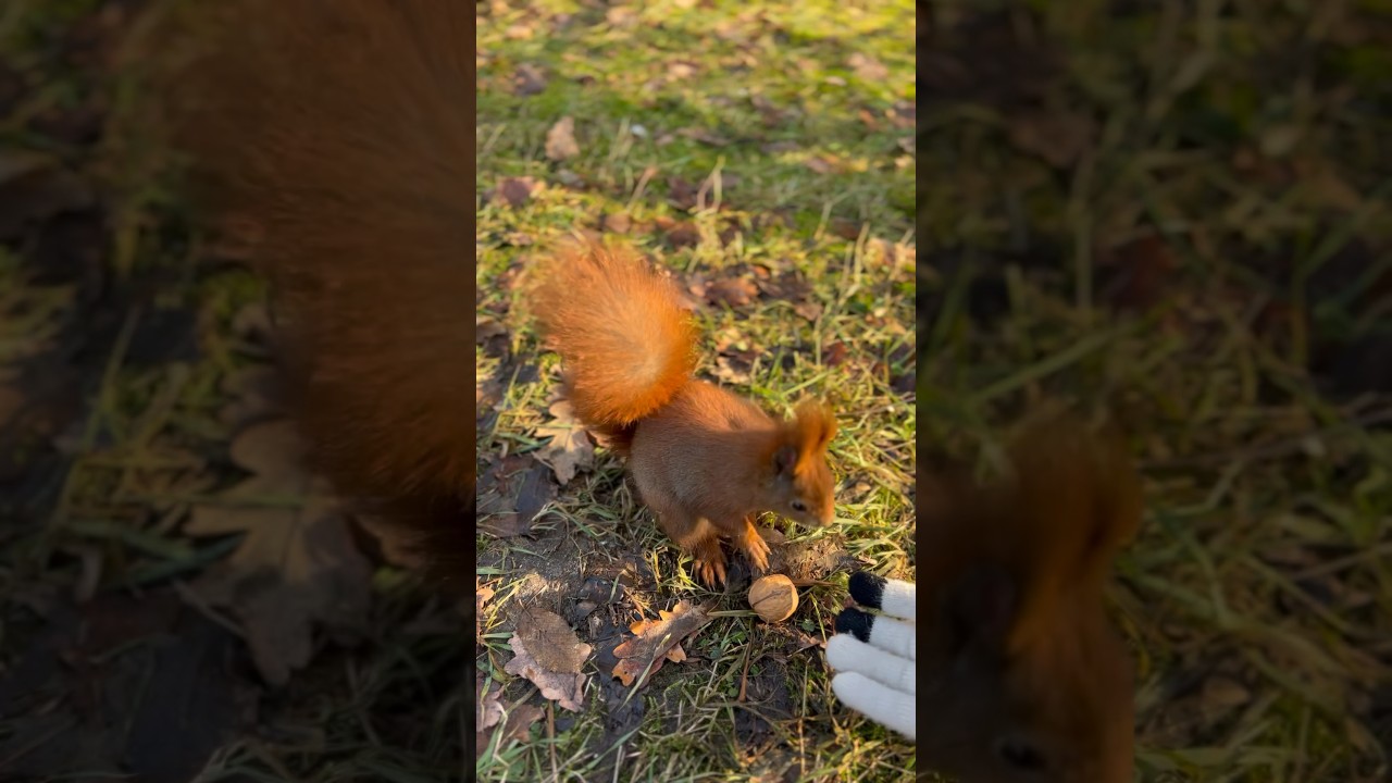 🐿️ Huh? Where are my walnuts?😭#animals #squirrel #mylife#동물#다람쥐 #shorts ...