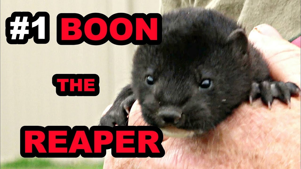 #1 Baby Boon: The Beginning of a Legend! - YouTube