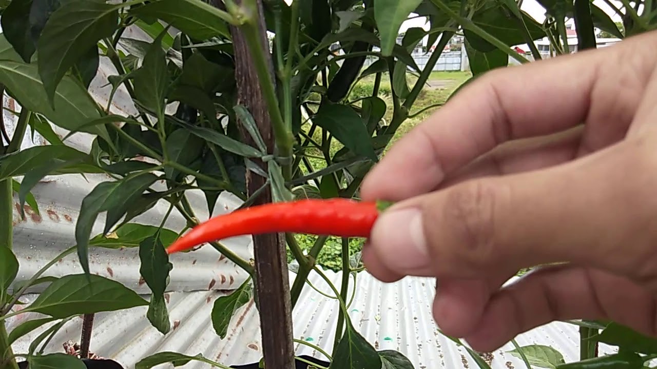 Siling tingala sa aking container garden - YouTube