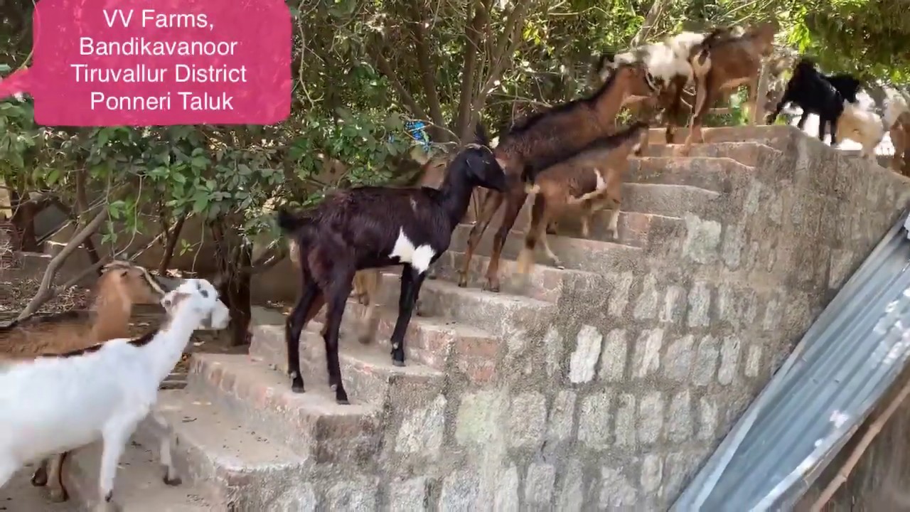 VV Farms, Goat farm successful methods and breed selection. - YouTube