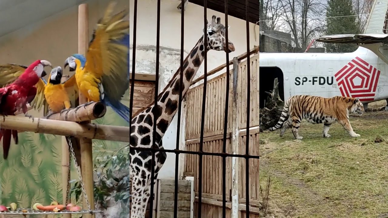 Zoo Lodz 2022 , Poland | Зоопарк в Лодзи | Lodza Zoodārzs | Zoo Łódź ...