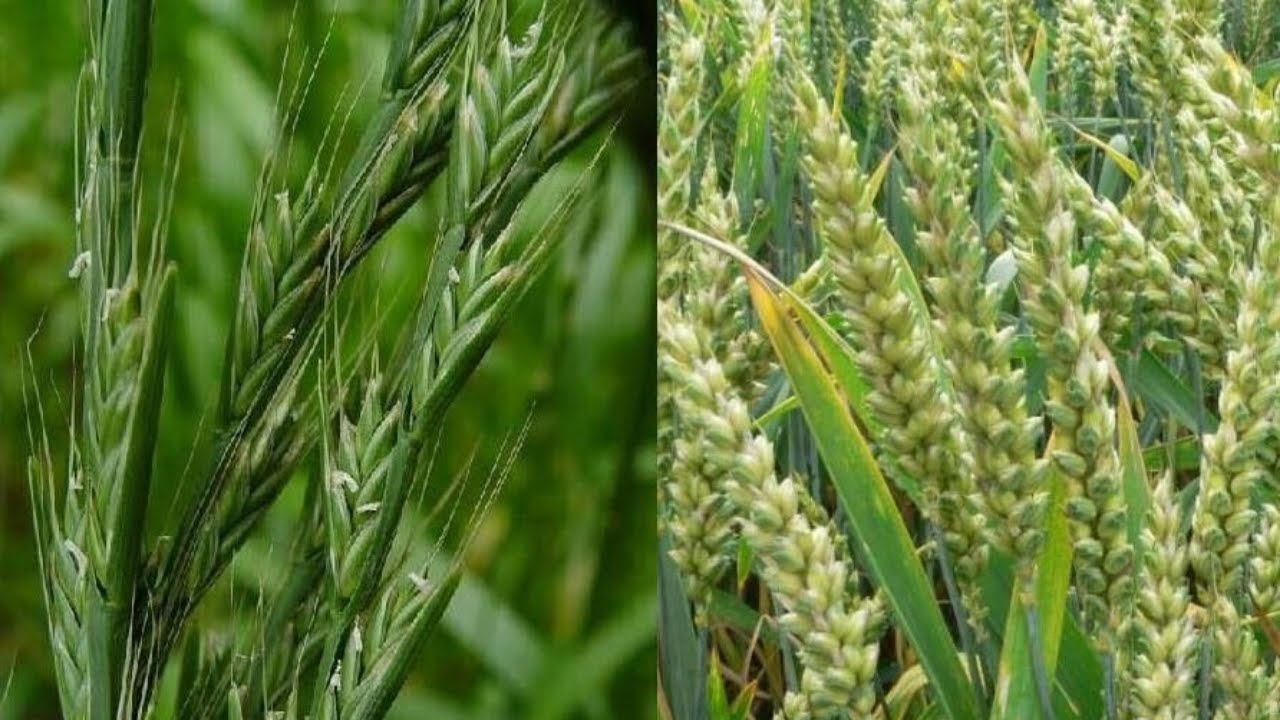 July 23rd, 2023 - The Eighth Sunday After Pentecost - 10:30 - Pastor ...