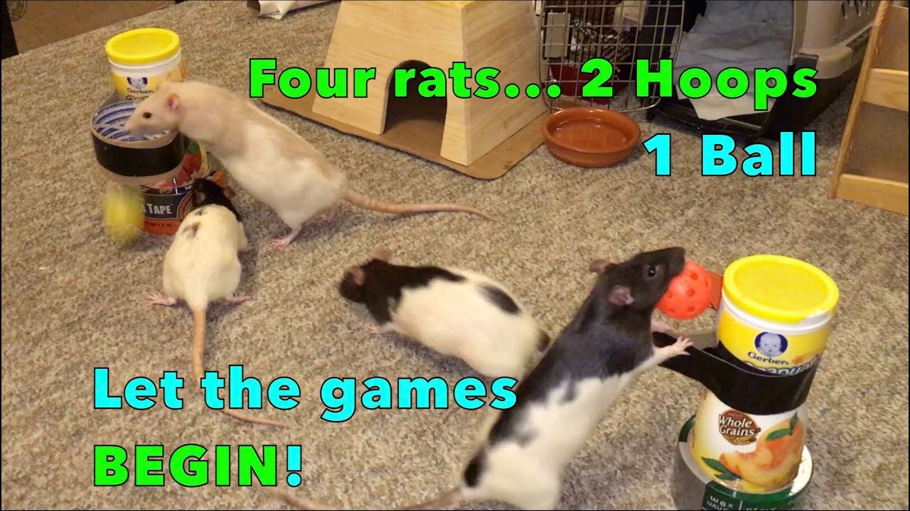 Rat Basketball: "Semi-Controlled Chaos" - YouTube