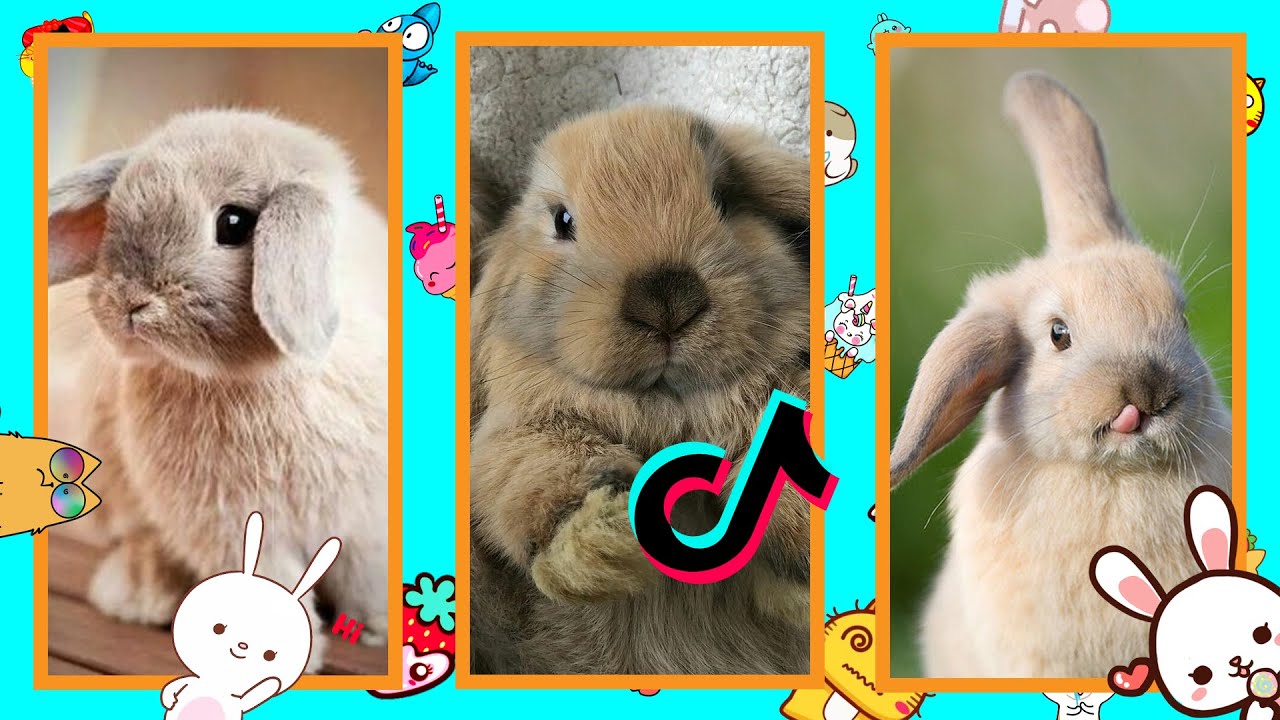 The Cutest Bunny Compilation | Bunny COMPILETION 🐇 - YouTube