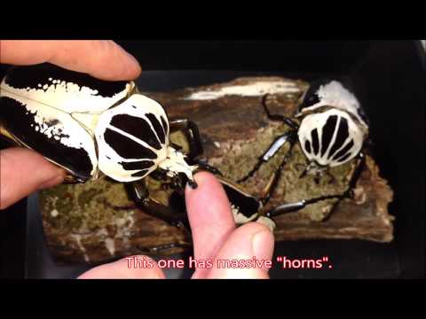 Huge monster beetles raised at home. Goliath beetle (Goliathus regius). - YouTube