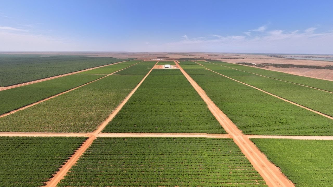 For Sale | One of the Largest & Most Innovative Table Grape Enterprises ...