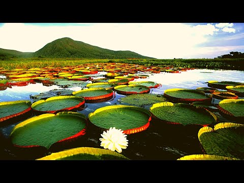 Meditation Music - Reaching Serenity - Stress Relief. Amazon.