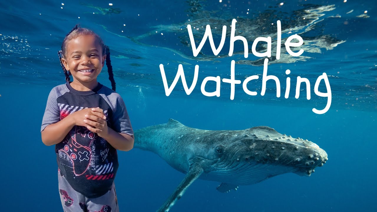 Let's Go Whale Watching at Cape Cod for Kids - YouTube