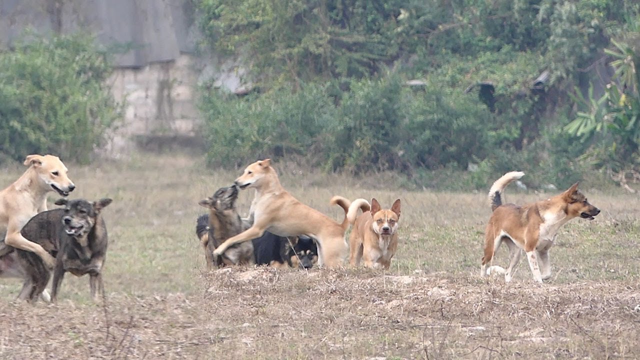 German Shepherd dog follow Asian dogs at countryside || # 1168 Nature ...