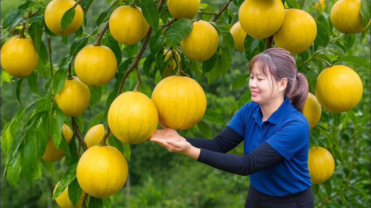 Harvest From The Farm: Harvesting Purple Star Apple for to cooking - A ...