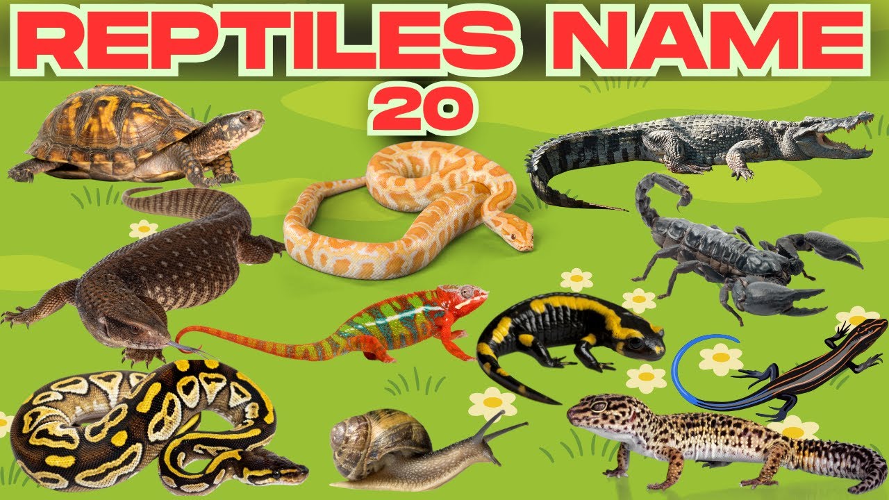 20 Reptiles Name | Reptiles for Kids | रेंगने वाले जानवरों के नाम - YouTube