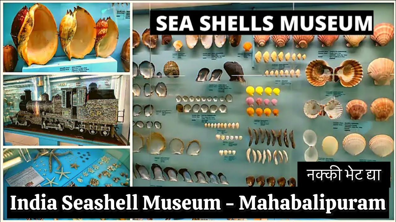 Seashell Museum - Mahabalipuram, Chennai I India's First & Asia's ...
