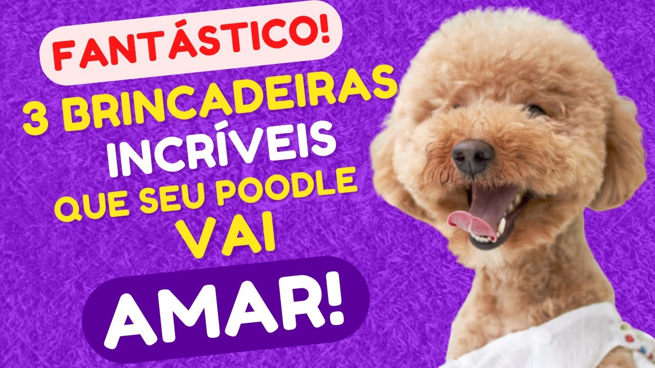 Descubra como tornar seu Poodle mais FELIZ com 3 Brincadeiras INCRÍVEIS ...