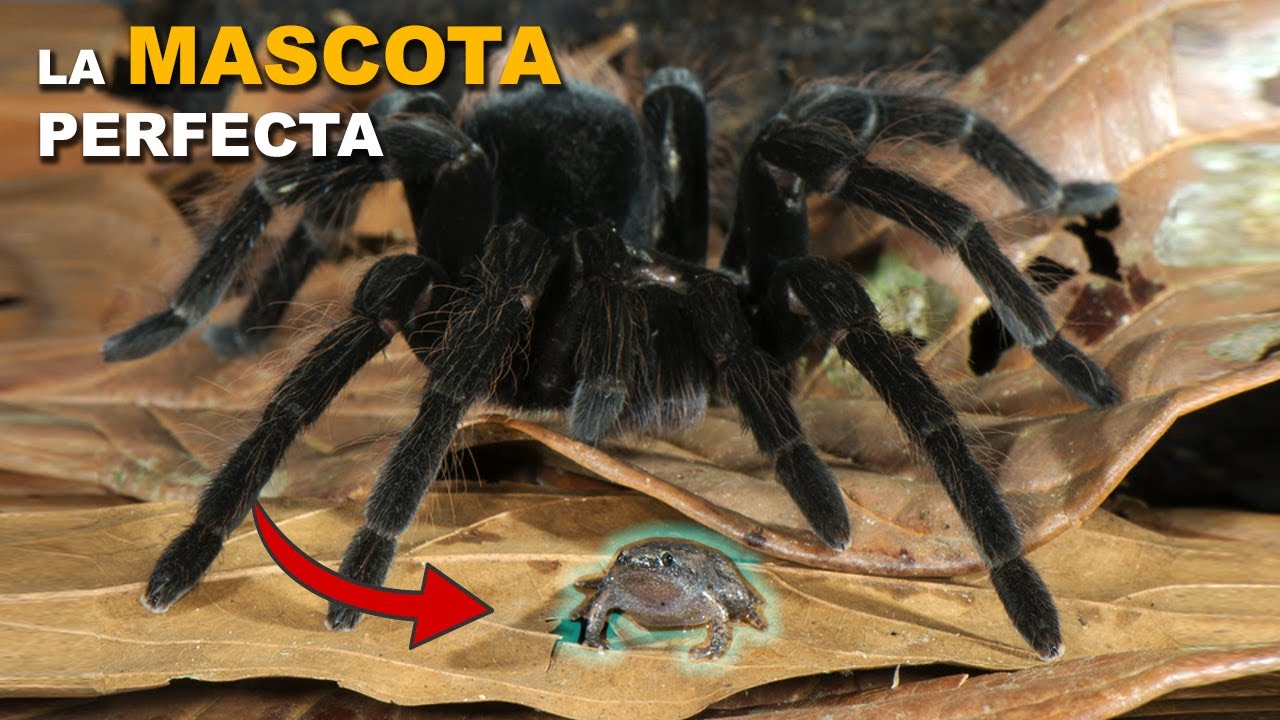 Rana y Tarántula: La Relación MUTUALISTA entre una Tarántula Gigante y ...
