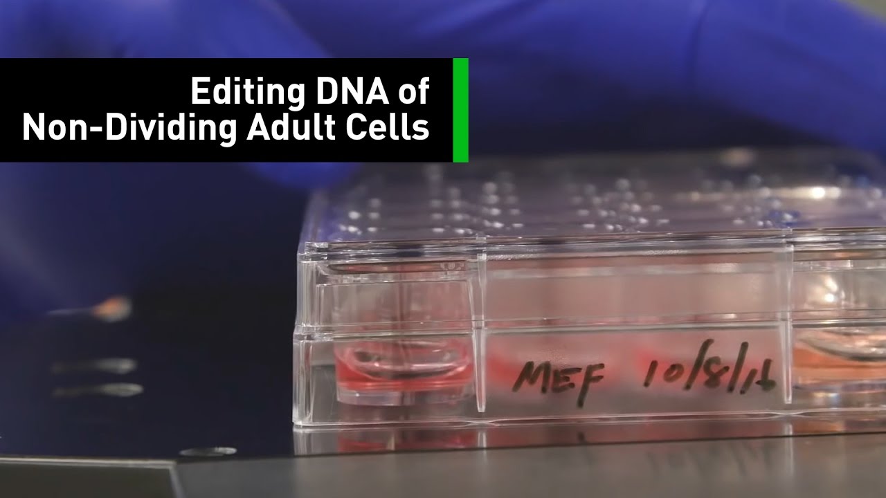 Gene Editing Helps Scientists Restore Vision in Adult Mice - YouTube