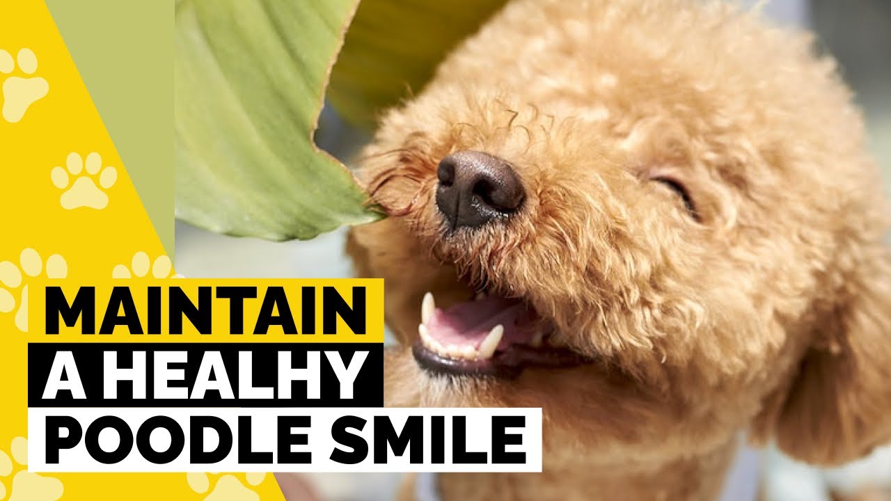 6 Poodle Dental Care Secrets - YouTube