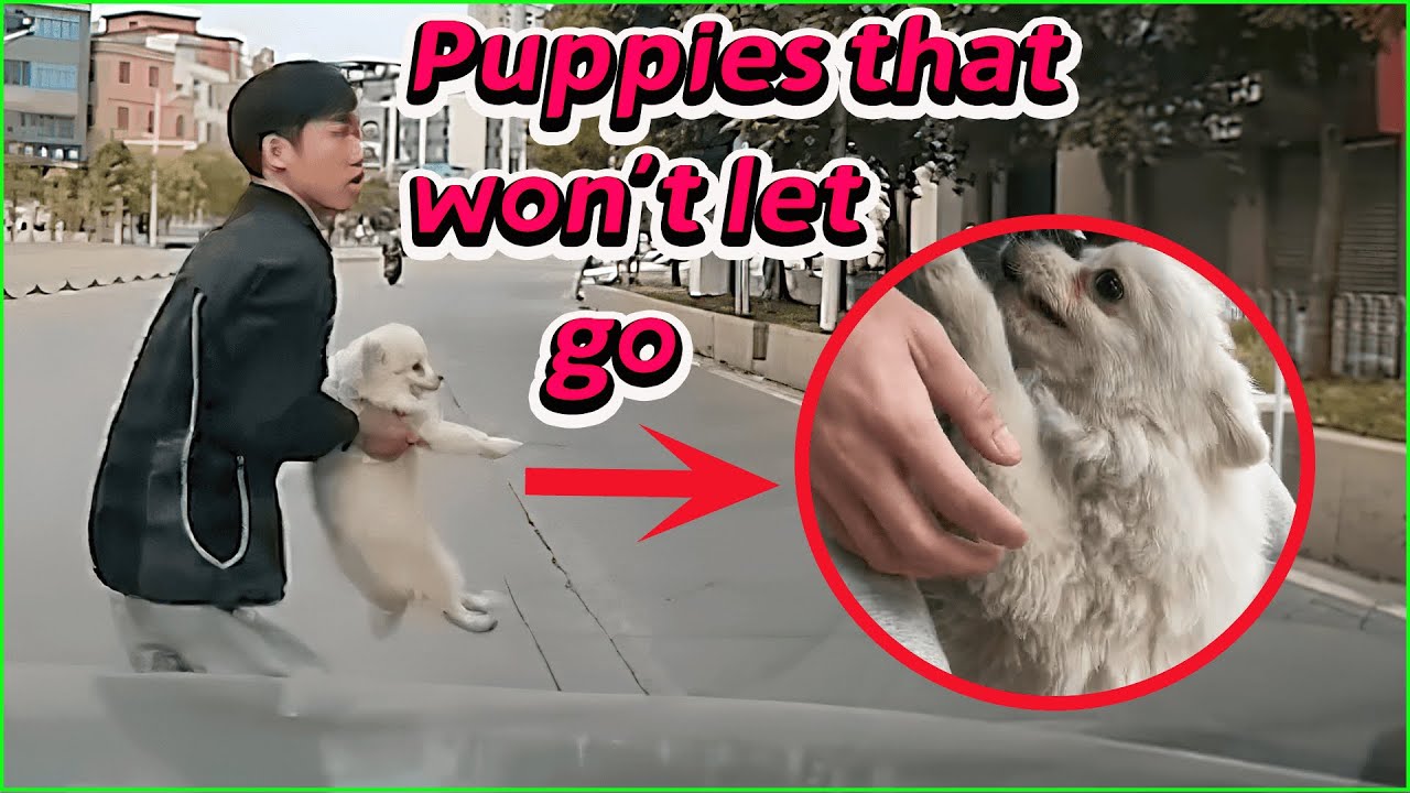 The puppy in the middle of the road and it refused to let me go!🐶🐾# ...