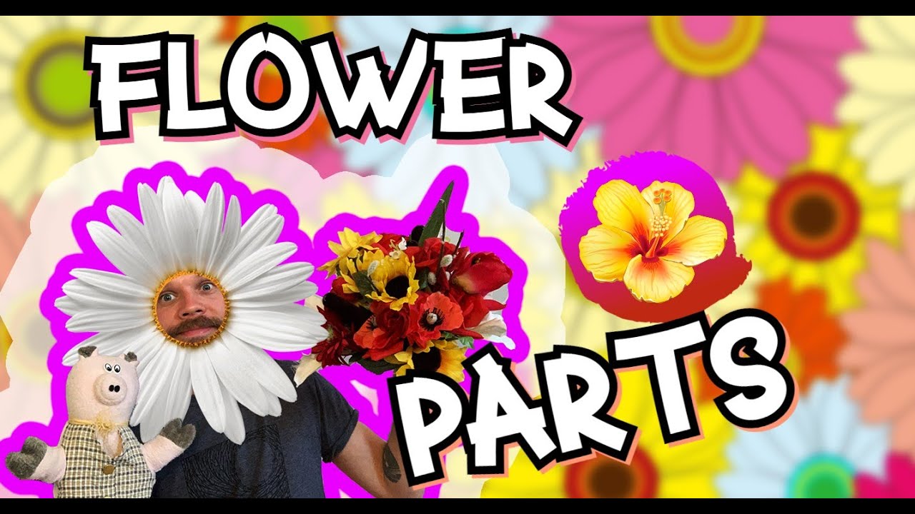 Les parties d'une fleur (bricolage facile) / Flower Parts (easy craft ...