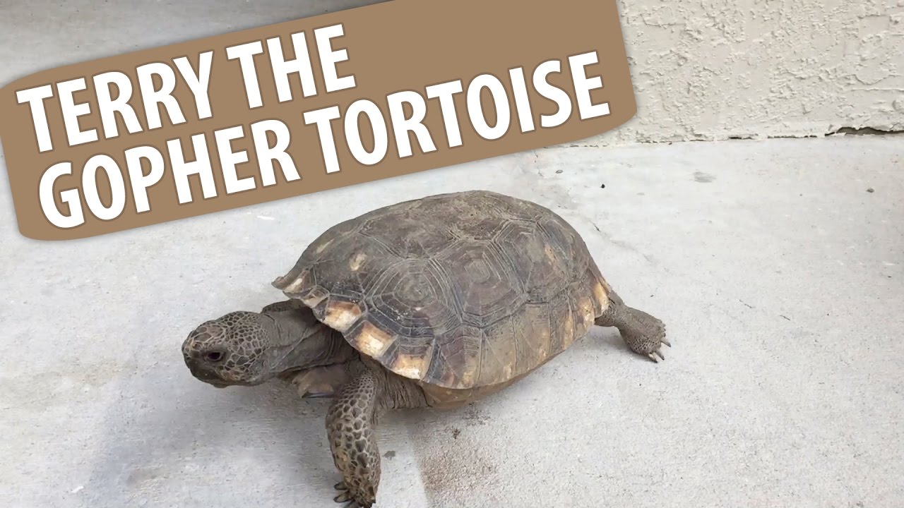 Terry the Gopher Tortoise - YouTube
