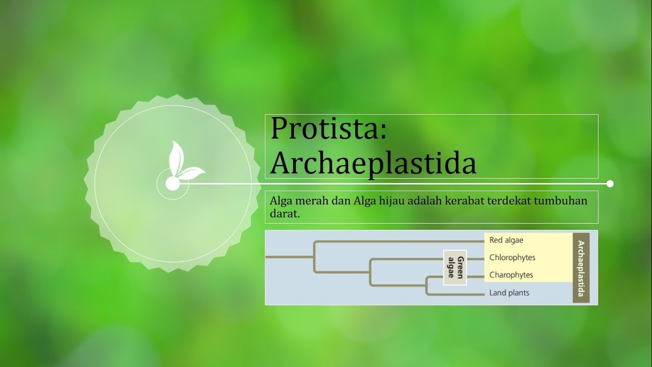 Protista: Archaeplastida - YouTube