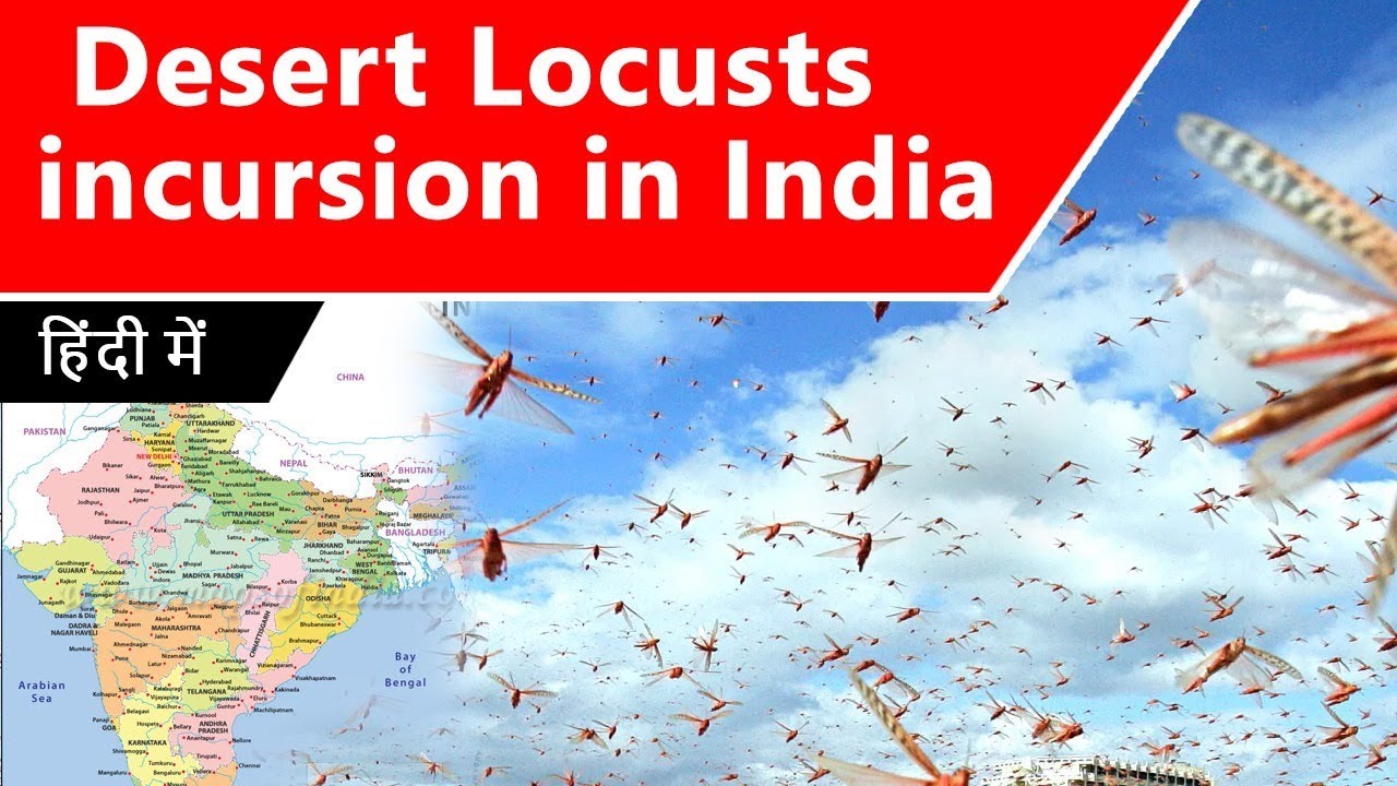 Desert Locust's incursion in India, Ways to control Locust explained ...